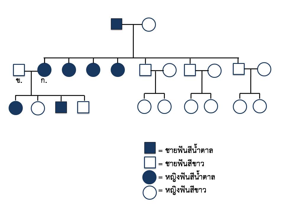 Biology By Savit เฉลยคำถามท้ายบทที่ 15 การถ่ายทอดทางพันธุกรรม
